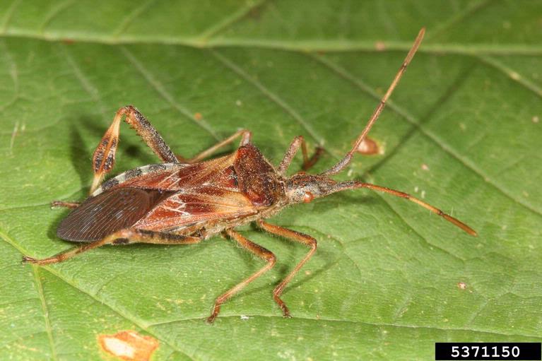 western conifer-seed bug (Leptoglossus occidentalis)