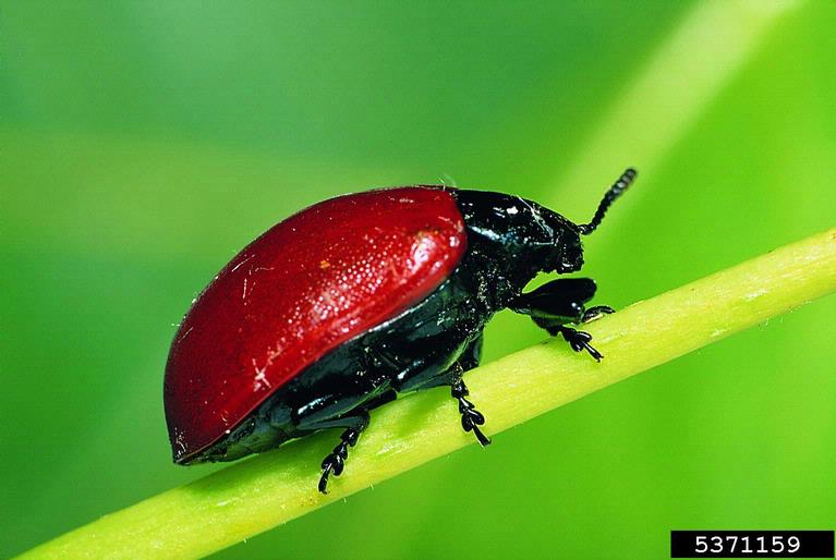 poplar leaf beetle (Chrysomela populi Linnaeus, 1758)