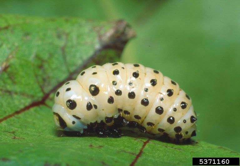 poplar leaf beetle (Chrysomela populi Linnaeus, 1758)