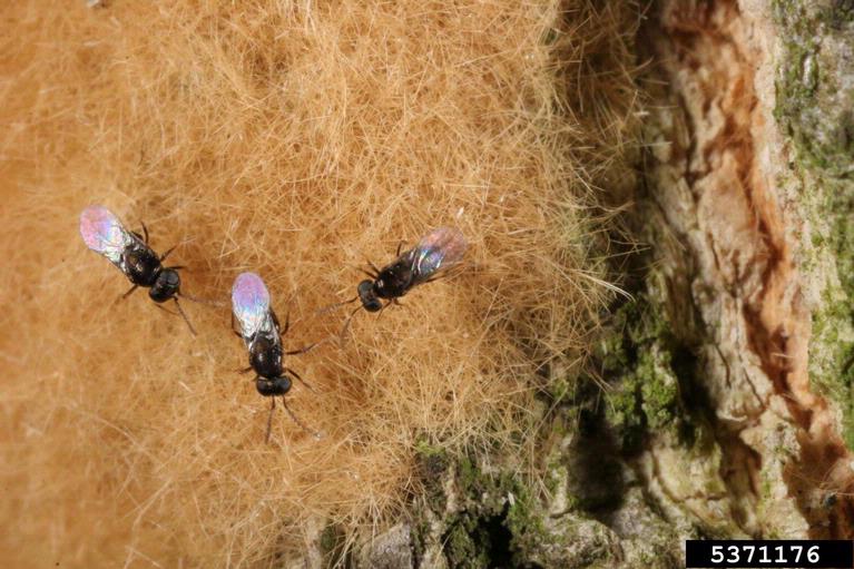 Encyrtid wasp, Ooencyrtus kuvanae (Hymenoptera: Encyrtidae) - 5371176
