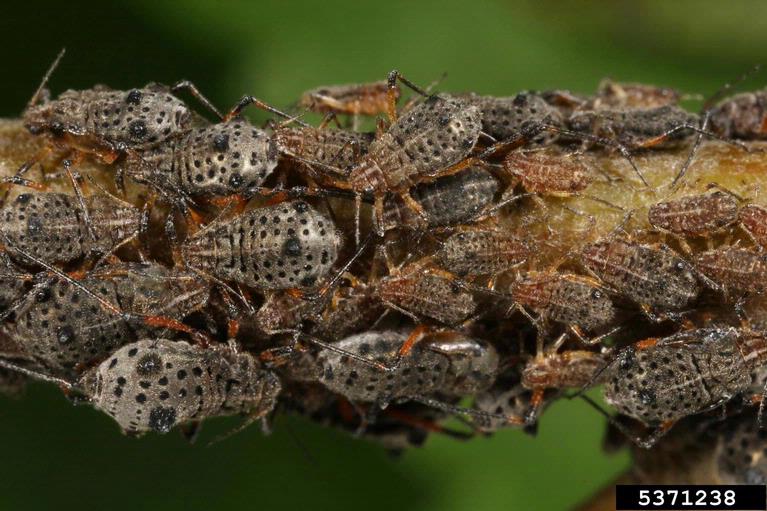 giant willow aphid (Tuberolachnus salignus (Gmellin, 1790))