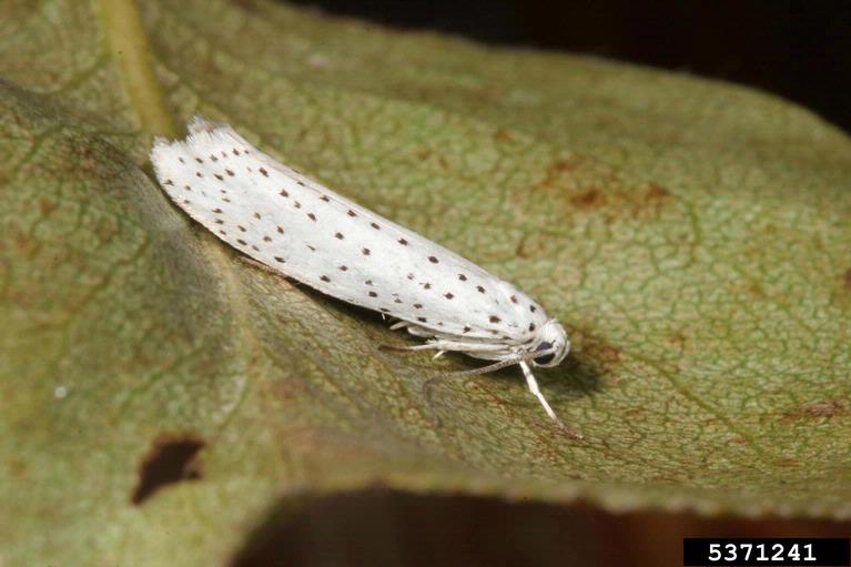 bird-cherry ermine (Yponomeuta evonymella (Linnaeus))