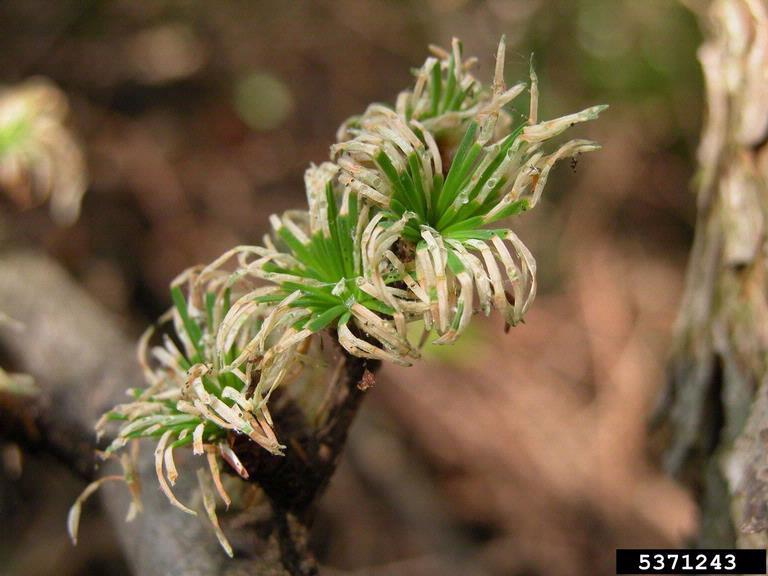 larch casebearer (Coleophora laricella (Hubner))