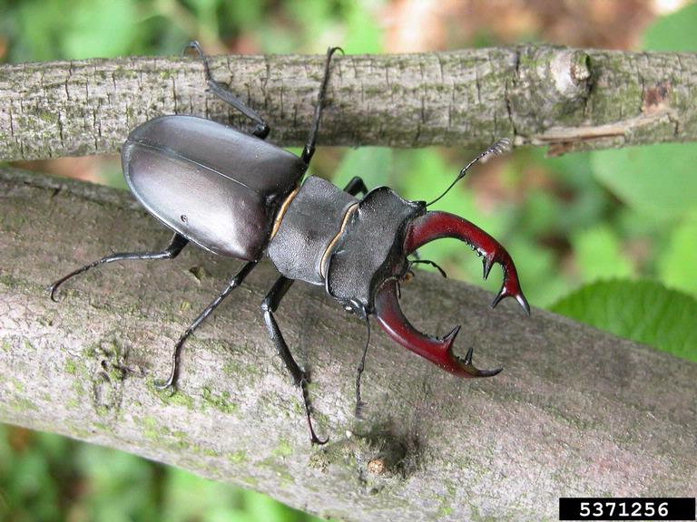 stag beetle (Lucanus cervus (Linnaeus, 1758))