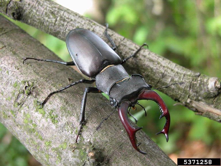 stag beetle (Lucanus cervus (Linnaeus, 1758))