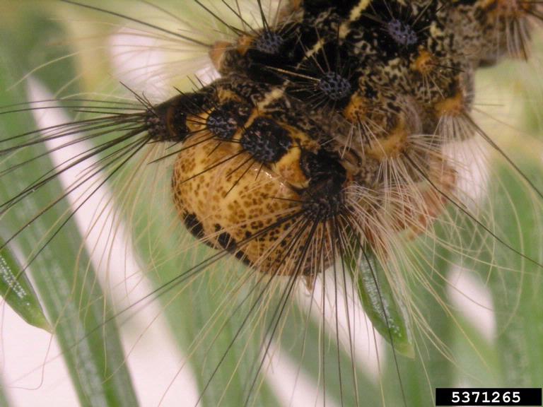 spongy moth (formerly gypsy moth) (Lymantria dispar (Linnaeus))