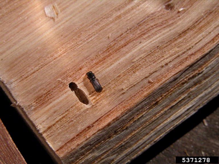 pinhole borer (Platypus cylindrus)