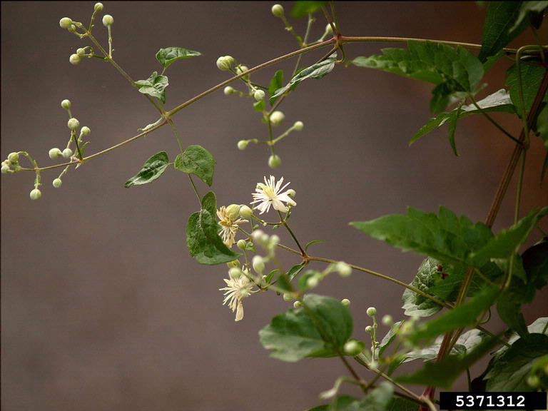 evergreen clematis (Clematis vitalba L.)