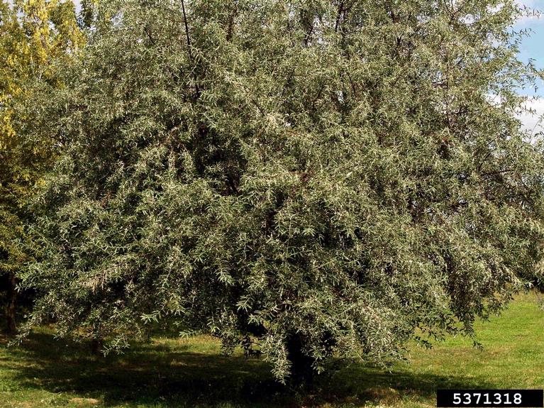 Russian olive (Elaeagnus angustifolia L.)