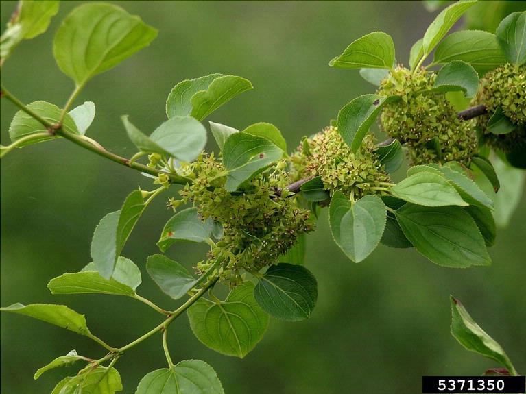 common buckthorn, European buckthorn (Rhamnus cathartica L.)
