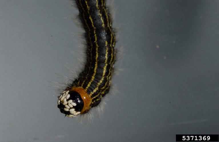 Tachinid flies (Family Tachinidae)