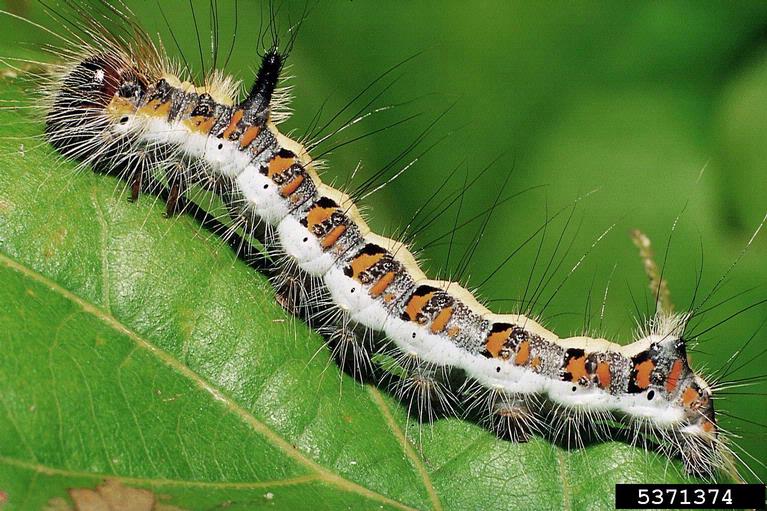grey dagger (Acronicta psi)