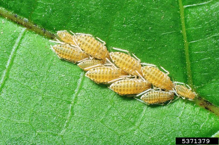 dusky-veined walnut aphid (Panaphis juglandis (Goeze, 1778))