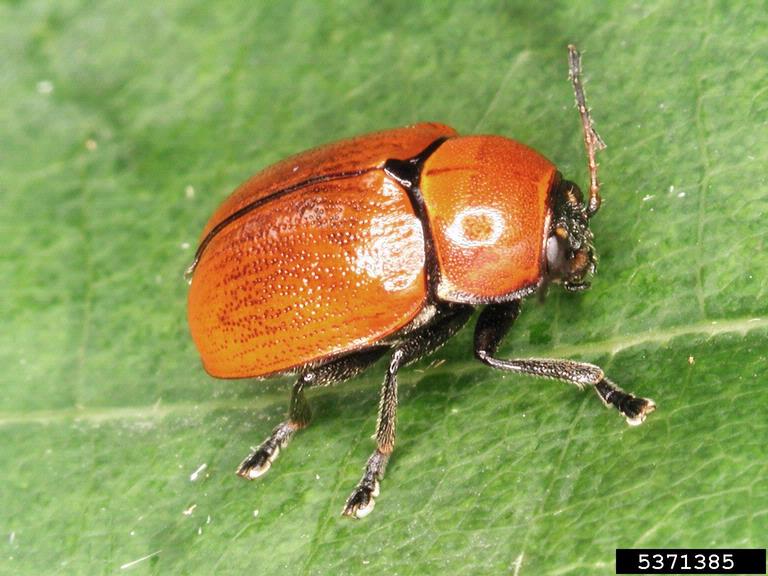 leaf beetle (Cryptocephalus coryli (Linnaeus, 1758))