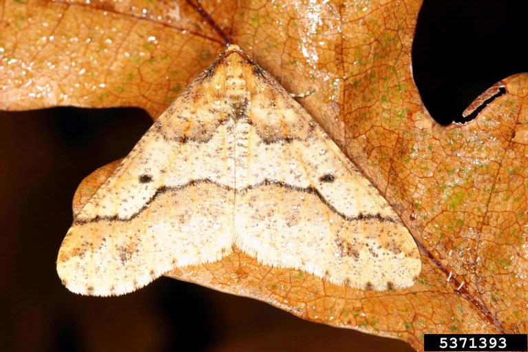 mottled umber moth (Erannis defoliaria (Clerk))