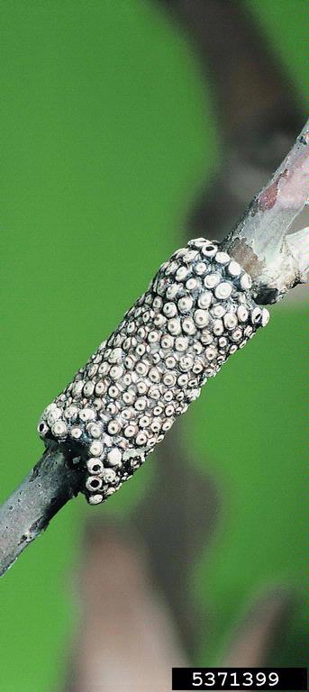 lackey moth (Malacosoma neustria (Linnaeus))