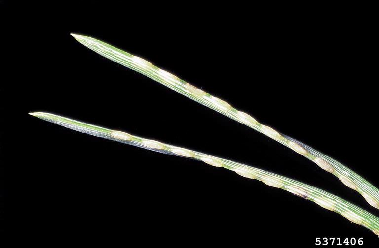 European pine sawfly (Neodiprion sertifer (Geoffroy))