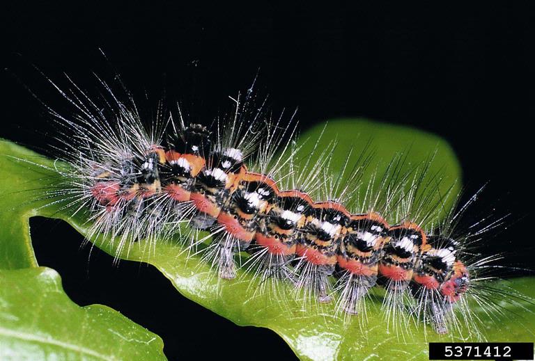 yellow-tail moth (Euproctis similis)