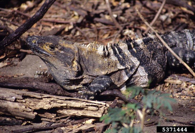 black spiny-tailed iguana (Ctenosaura similis (Gray, 1831))