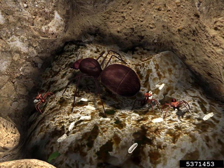 Texas leaf-cutter ant (Atta texana)