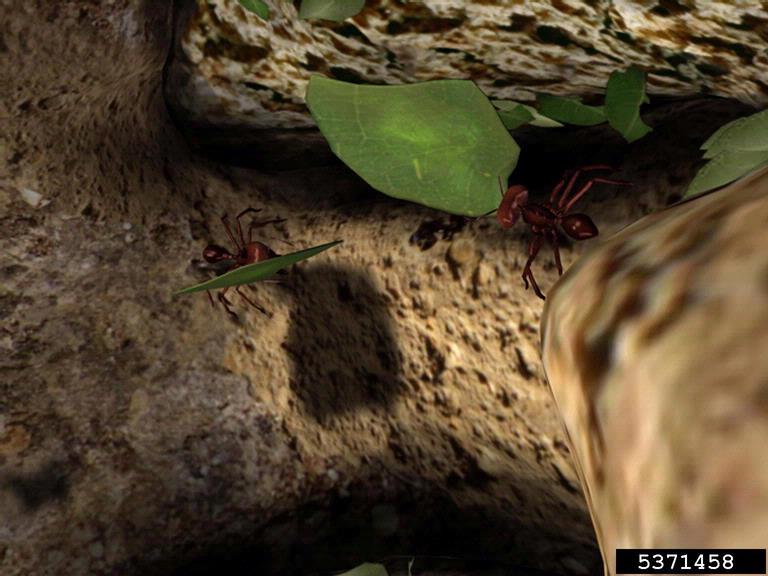 Texas leaf-cutter ant (Atta texana)