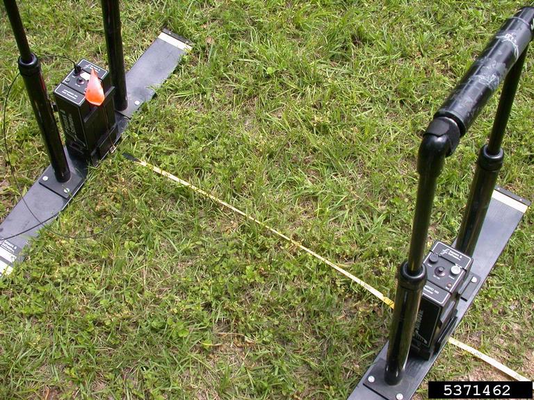 Texas leaf-cutter ant (Atta texana)