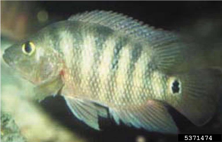 Mayan cichlid (Cichlasoma urophthalma)