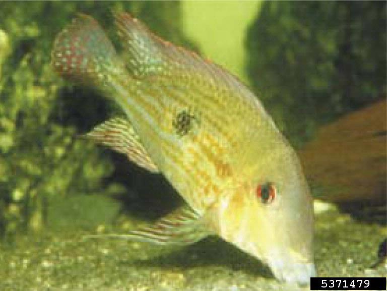 redstriped eartheater (Geophagus surinamensis (Bloch, 1791))