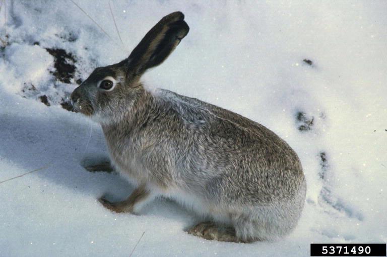white-tailed jack rabbit (Lepus townsendii Bachman, 1839)