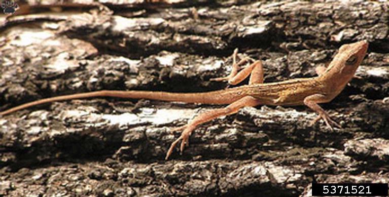 largehead anole (Anolis cybotes)