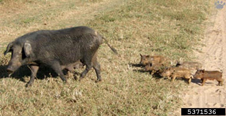 pig (feral), wild boar at large (Sus scrofa (feral type) Linnaeus)