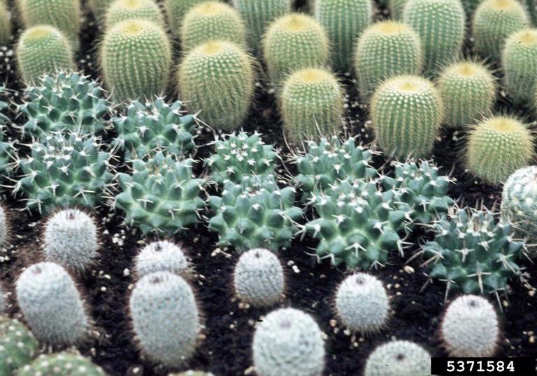 cacti (Family Cactaceae)