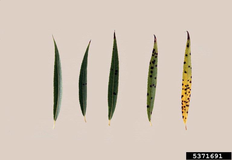 Cercospora fungus (Cercospora salicina ) on weeping willow (Salix ...
