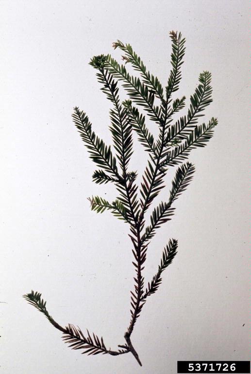 leaf spot (Passalora sequoiae (Ellis & Everh.) Y.L. Guo & W.H. Hsieh)