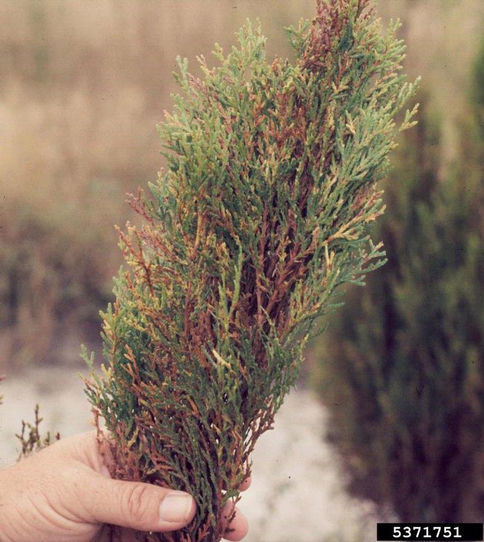 leaf spot (Passalora sequoiae (Ellis & Everh.) Y.L. Guo & W.H. Hsieh)