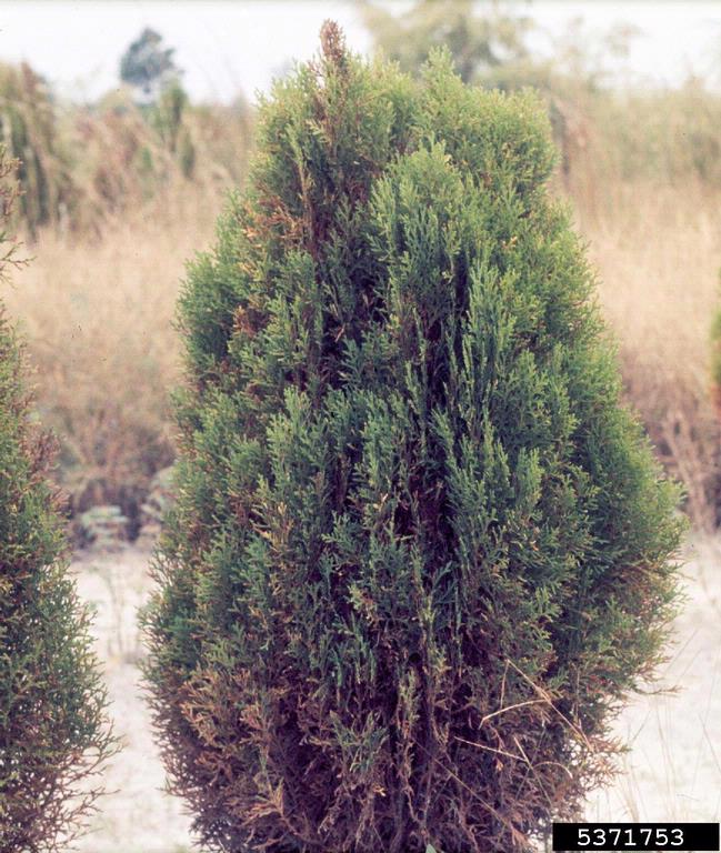 leaf spot (Passalora sequoiae (Ellis & Everh.) Y.L. Guo & W.H. Hsieh)