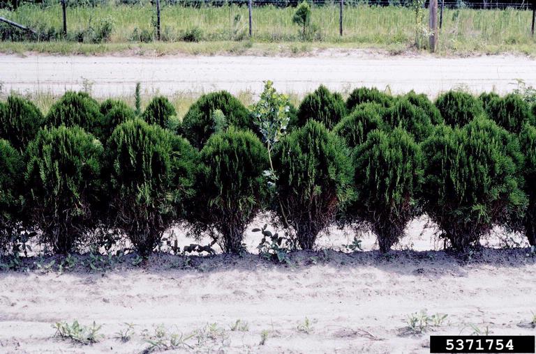 leaf spot (Passalora sequoiae (Ellis & Everh.) Y.L. Guo & W.H. Hsieh)