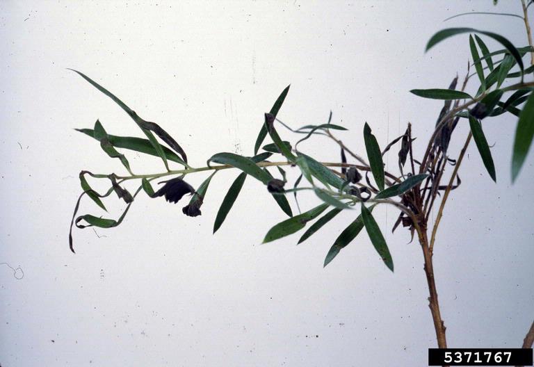 Cylindrocladium root diseases (Genus Cylindrocladium Morgan)