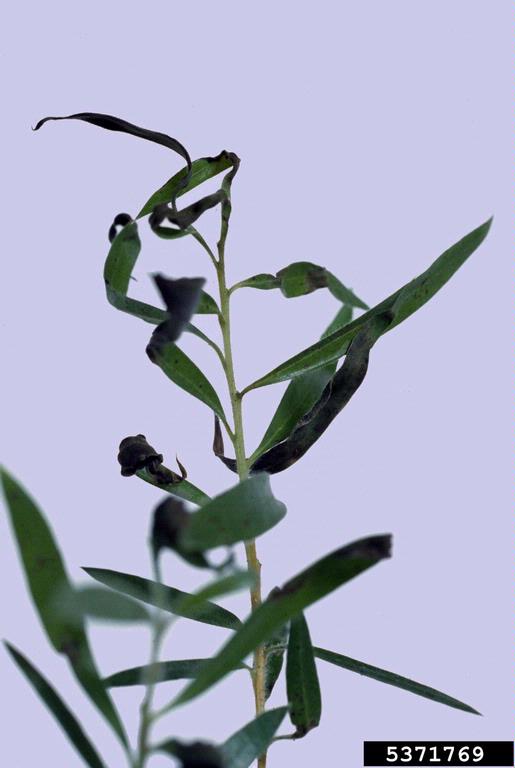 Cylindrocladium root diseases (Genus Cylindrocladium Morgan)