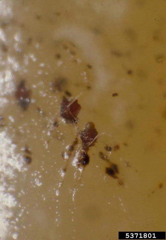 Cylindrocladium fungus (Cylindrocladium clavatum Hodges & L.C. May)