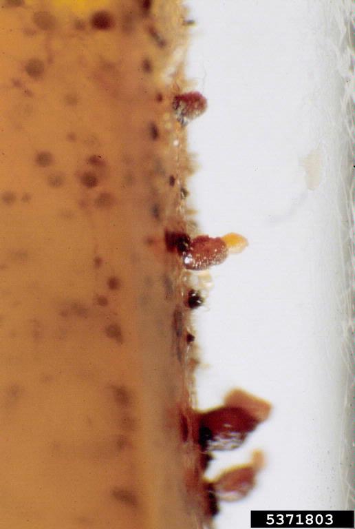 Cylindrocladium fungus (Cylindrocladium clavatum Hodges & L.C. May)
