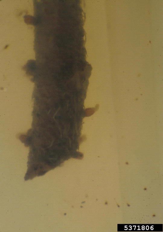 Cylindrocladium fungus (Cylindrocladium clavatum)