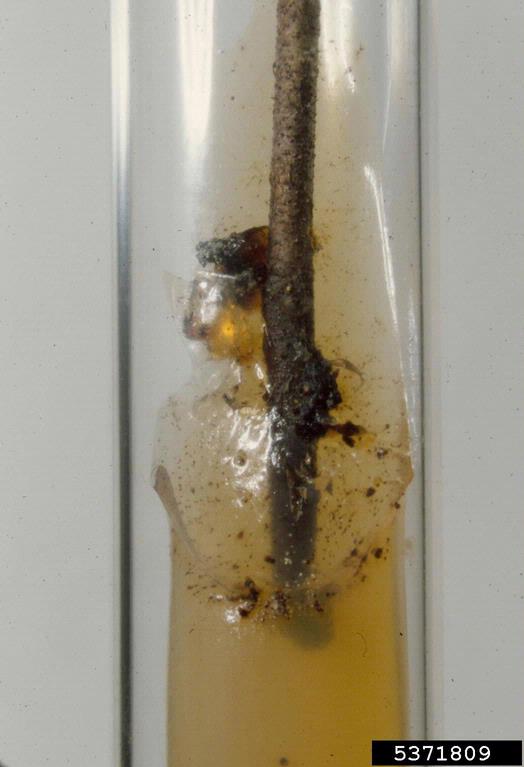 Cylindrocladium fungus (Cylindrocladium clavatum Hodges & L.C. May)