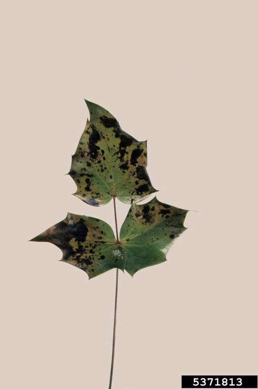 Cylindrocladium root diseases (Genus Cylindrocladium Morgan)