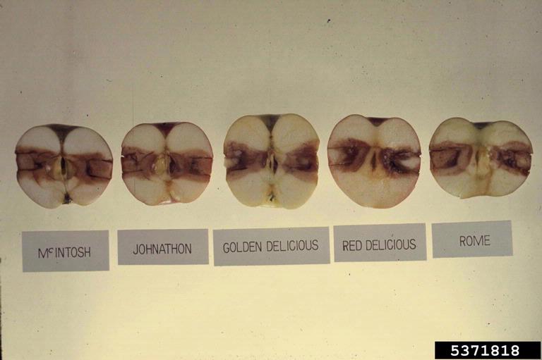 Cylindrocladium fungus (Cylindrocladium ellipticum Alfieri, C.P. Seym ...