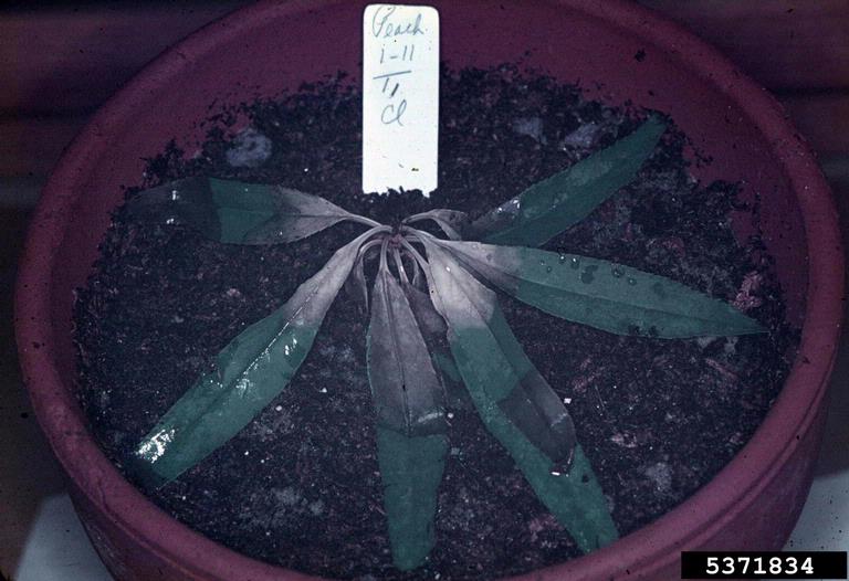 Cylindrocladium fungus (Cylindrocladium floridanum Sobers & C.P. Seym.)