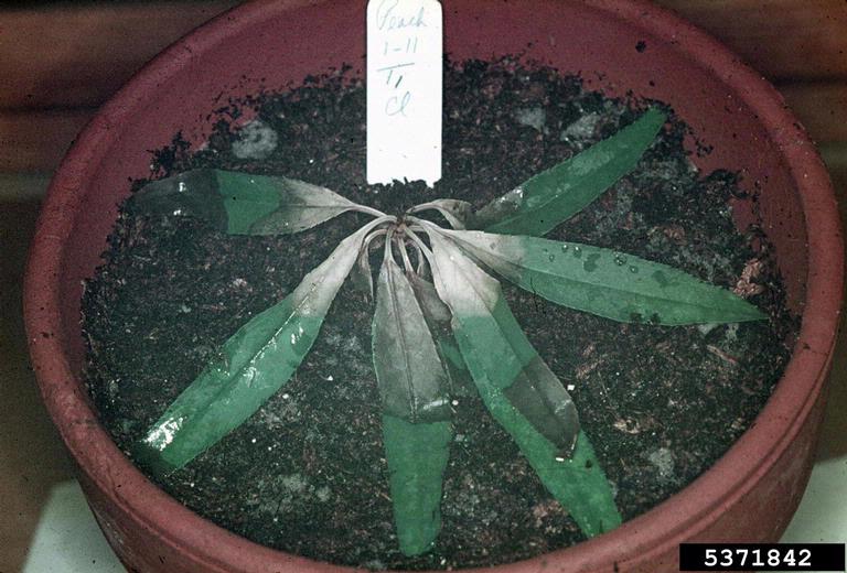 Cylindrocladium fungus (Cylindrocladium floridanum Sobers & C.P. Seym.)