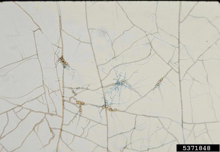 Cylindrocladium fungus (Cylindrocladium pteridis F.A. Wolf)