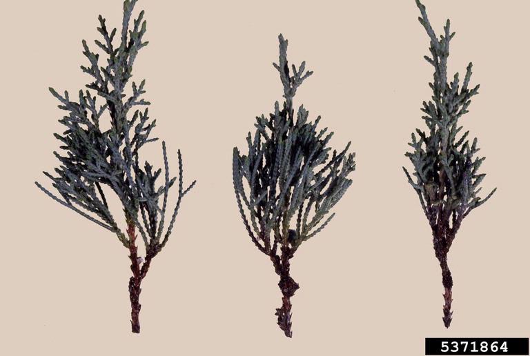 Calonectria cylindrospora Crous, Alfenas & M.J. Wingf.