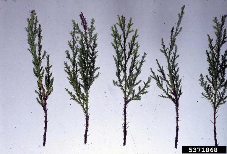 Cylindrocladium blight and root rot (Cylindrocladium scoparium)